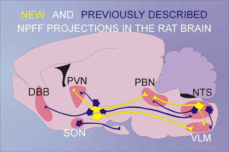 Parabrachial Nucleus