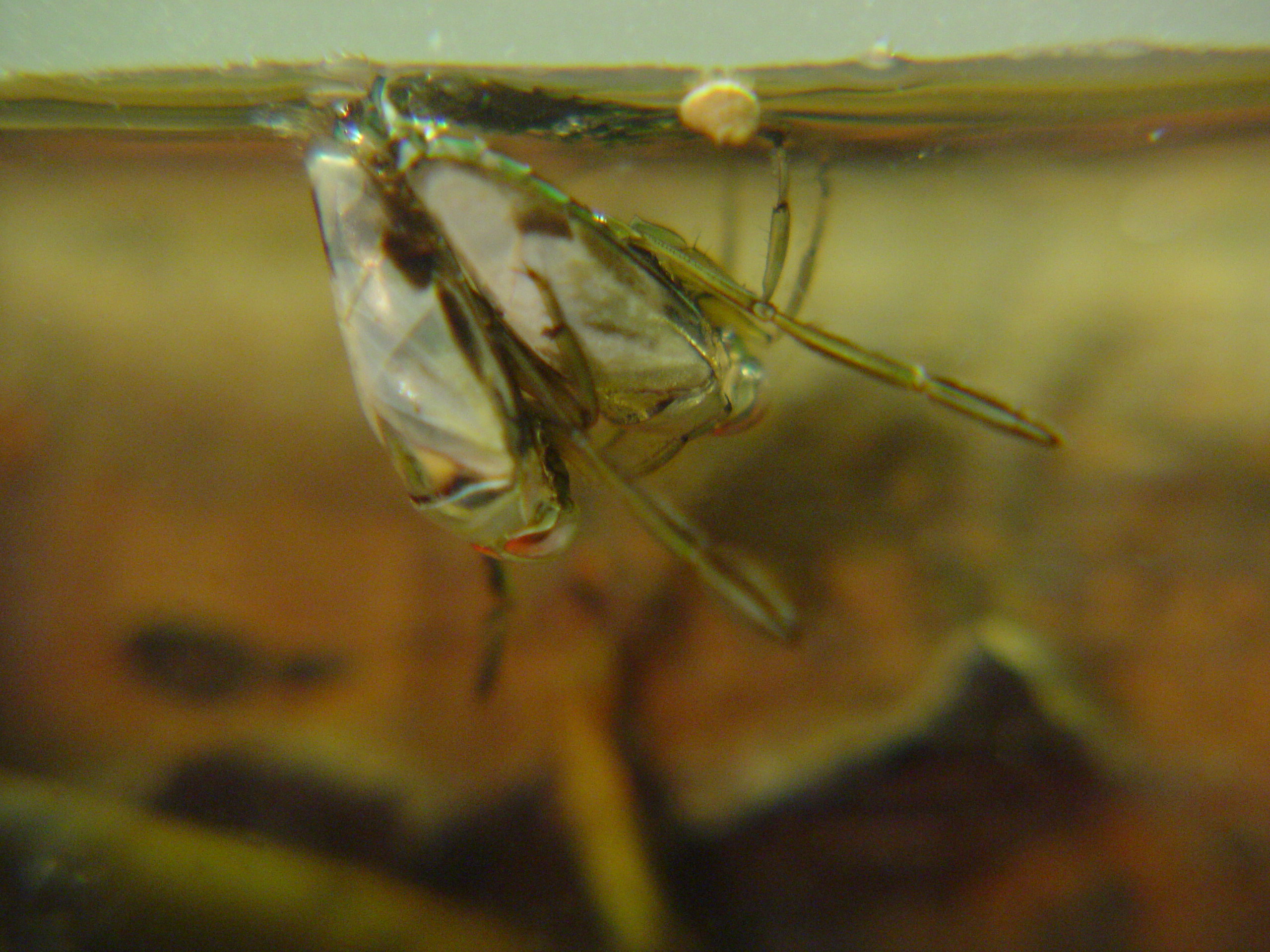 Plastron respiration by aquatic insects
