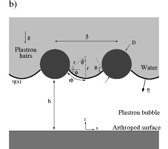 Plastron respiration by aquatic insects